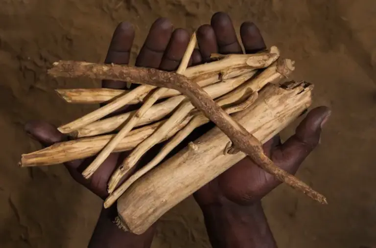 Ayahuasca vs Ibogaine - Alma Healing Center